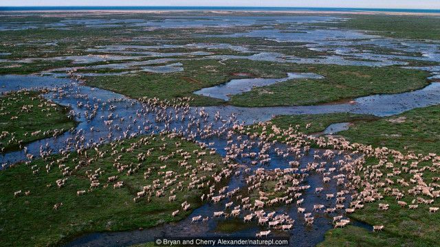 Hewan-hewan yang bermigrasi paling jauh - BBC News Indonesia