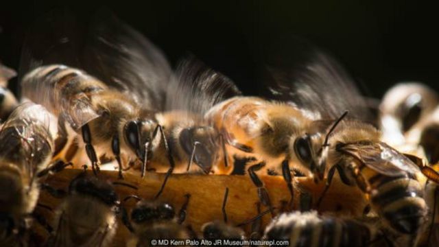 Lebah 'belajar' ketika mereka tidur, apakah mereka bermimpi dalam tidur ...
