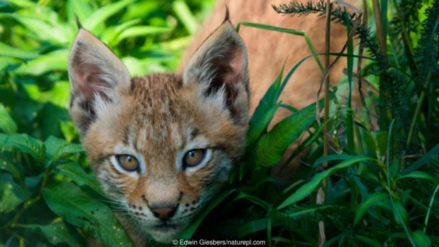 Những điều lạ trong vương quốc mèo - BBC News Tiếng Việt