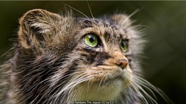 Những điều lạ trong vương quốc mèo - BBC News Tiếng Việt