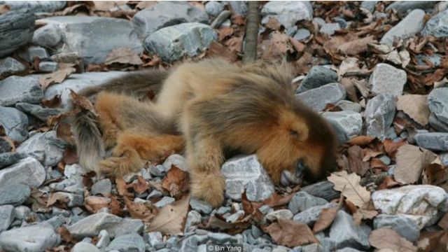 Monyet juga berduka ketika teman mereka mati - BBC News Indonesia