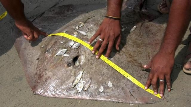 தமிழக மீனவர்கள் பிடிக்கும் மீன்களை சாப்பிடலாமா? கப்பல் தீ விபத்தால் ...