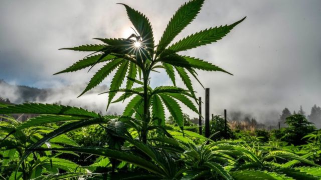 EUA: Por que legalização da maconha está em votação em Estados ...
