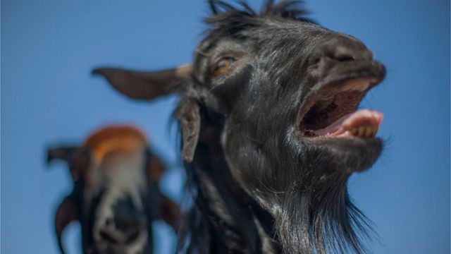 Igbo Taboos: Ihe ise Ala na ndị Igbo na-asọ - BBC News Ìgbò