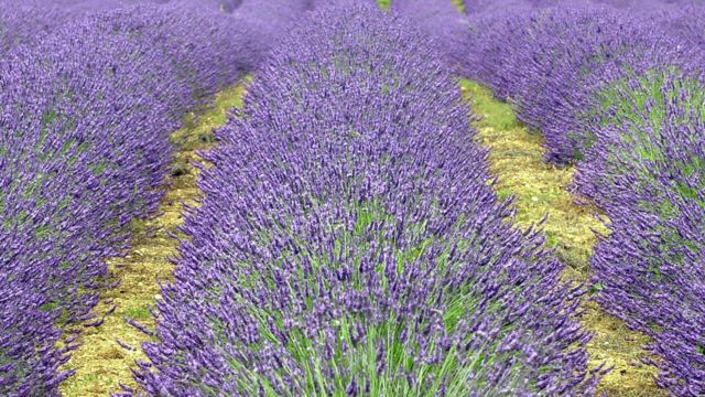 Srbija, požar i lavanda: „To mi je prvenac, sve je mojih ruku delo ...