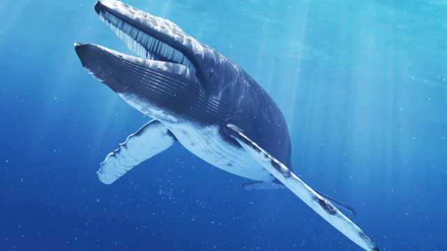 Klimatske promene i životinje: Kako kitovi pomažu da se ohladi Zemlja ...