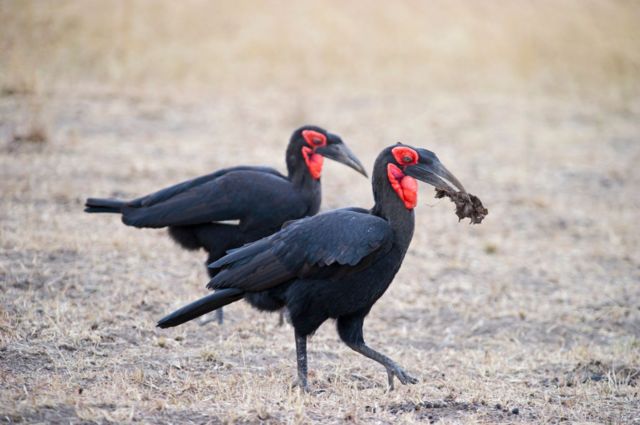 Huummoo fi allaattiiwwan kaan afoola Oromoo waliin hidhata akkamii qabu ...