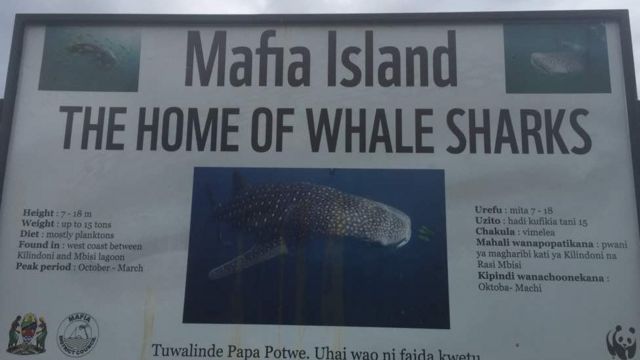 Mfahamu Papa Potwe, kivutio cha utalii kisiwani Mafia Tanzania - BBC ...