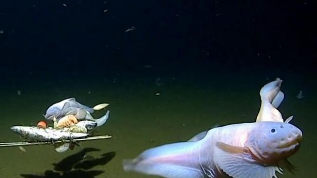 سمندر کے سب سے گہرے مقام پر موجود مچھلی کی ویڈیو - BBC News اردو