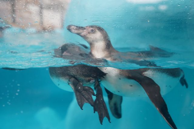 Pingvini u Beogradu: Zoološki vrt primio nove stanovnike - BBC News na ...