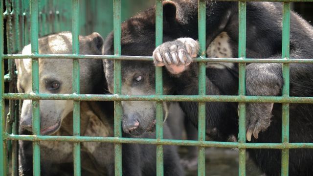‘Sedih dan marah’ melihat kondisi satwa di kebun binatang Riau - BBC ...