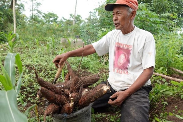 Podcast Flora Carita: Singkong, makanan rakyat yang berjasa di masa ...