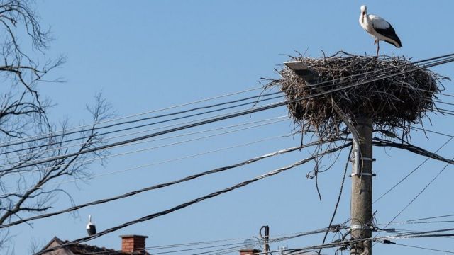 Srbija i ptice: Vratile se rode - Pernate komšinice ponovo u Donjem ...