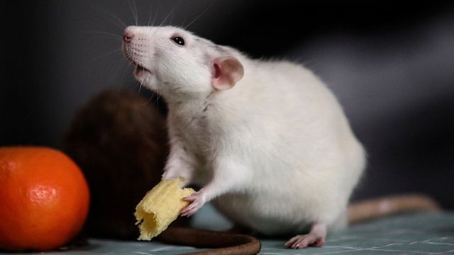 Shekarar Beraye a China: Muhimmancin bera ga 'yan China - BBC News Hausa