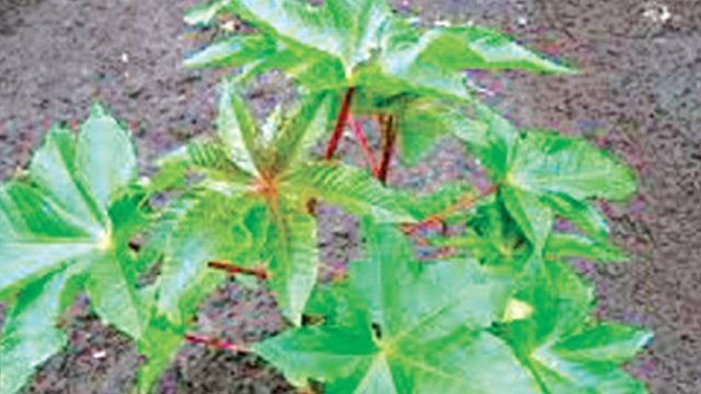 'එඬරු ඇට කෑ' පාසල් දරුවන් රෝහලේ - BBC News සිංහල