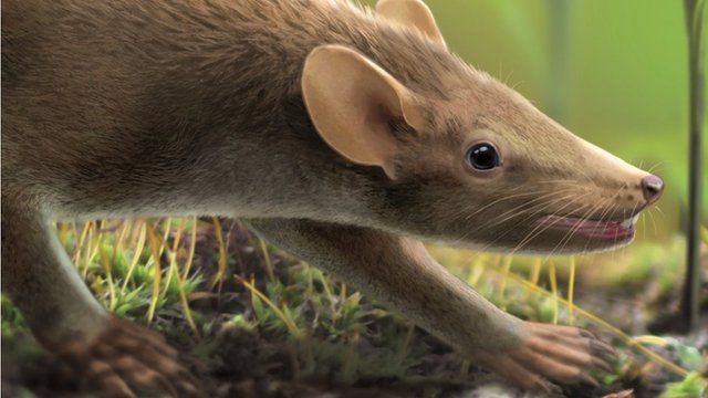 'Cute ancient furball' fossil unearthed - BBC News