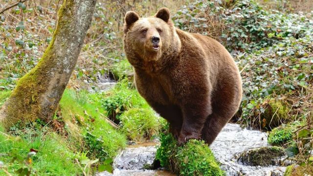 Životinje i Evropa: Zašto se vodi alpski spor oko „problematičnih ...