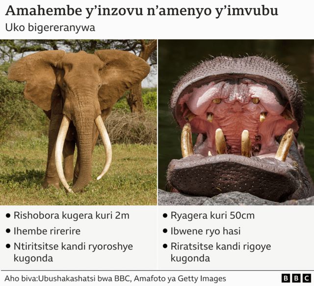 Abashimusi bageramiye imvubu bashaka amenyo rutura yazo mu mwanya w ...