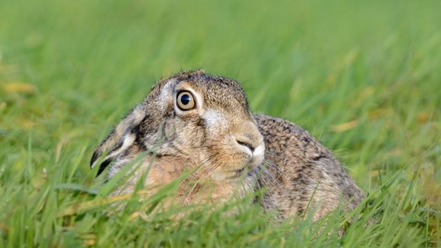 Lebres devastam plantações inteiras no Sul e Sudeste do Brasil - BBC ...