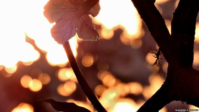 Los intensos colores de la calidez - BBC News Mundo