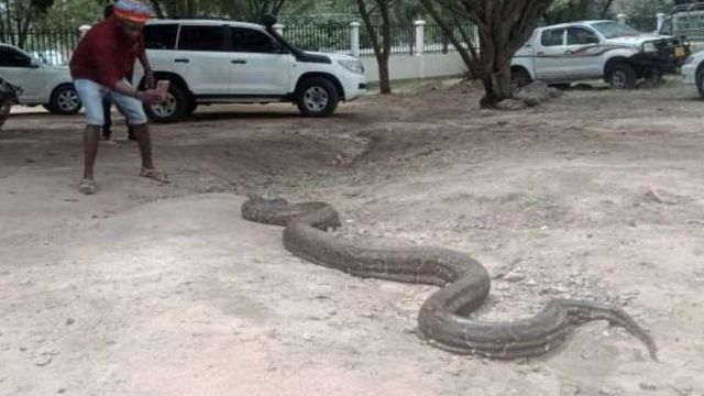 Python: Goment rescue Snake as pipo enta forest to worship am - BBC ...