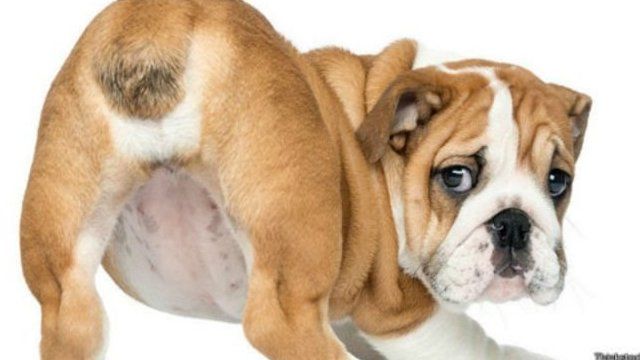 Yadda dubura ta samo asali - BBC News Hausa