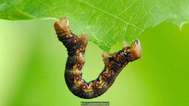 Ko kun san tsirrai na ji da gani da shakar wari ko kamshi? - BBC News Hausa