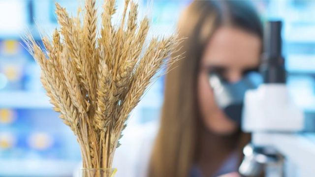 Sanyii qamadii 'addunyaa beela oolchu' - BBC News Afaan Oromoo