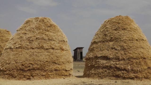 Xaafiin kan eenyuti? Itoophiyaa moo Neezarlaand? - BBC News Afaan Oromoo