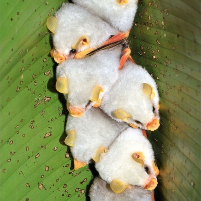 Kelelawar 'imut' seukuran telapak tangan yang terbiasa membuat tenda ...