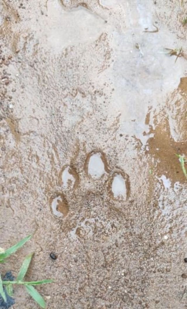 ఆంధ్రప్రదేశ్: పులి, ఎలుగుబంట్లు, ఏనుగులు... ఊళ్ళ మీద ఎందుకు పడతాయి ...