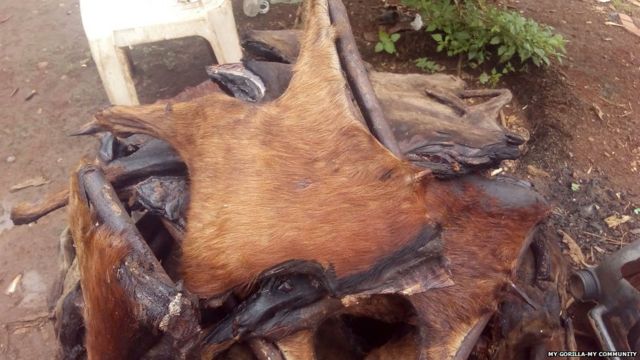 Nigeria: Why Ichi no be any ordinary gorilla - BBC News Pidgin