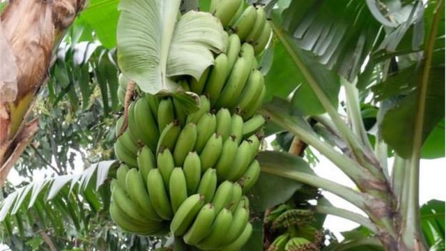 Rwanda: 11 bashobora kuba bishwe n'inzoga y'ibitoke - BBC News Gahuza