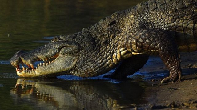 Namibia: Mamba watano wasadikiwa kuuwawa kwa sumu - BBC News Swahili