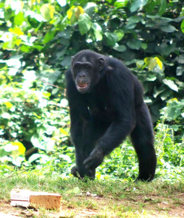 Uganda bagandariye inguge Zakayo yapfuye ifise imyaka 54 - BBC News Gahuza