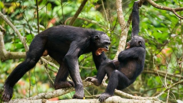 ¿Por qué el acoso y la intimidación son unas estrategias evolutivas tan ...