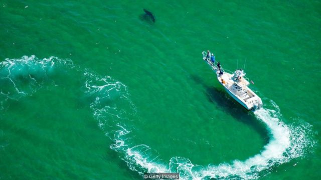 Alasan sebenarnya hiu menyerang manusia - BBC News Indonesia