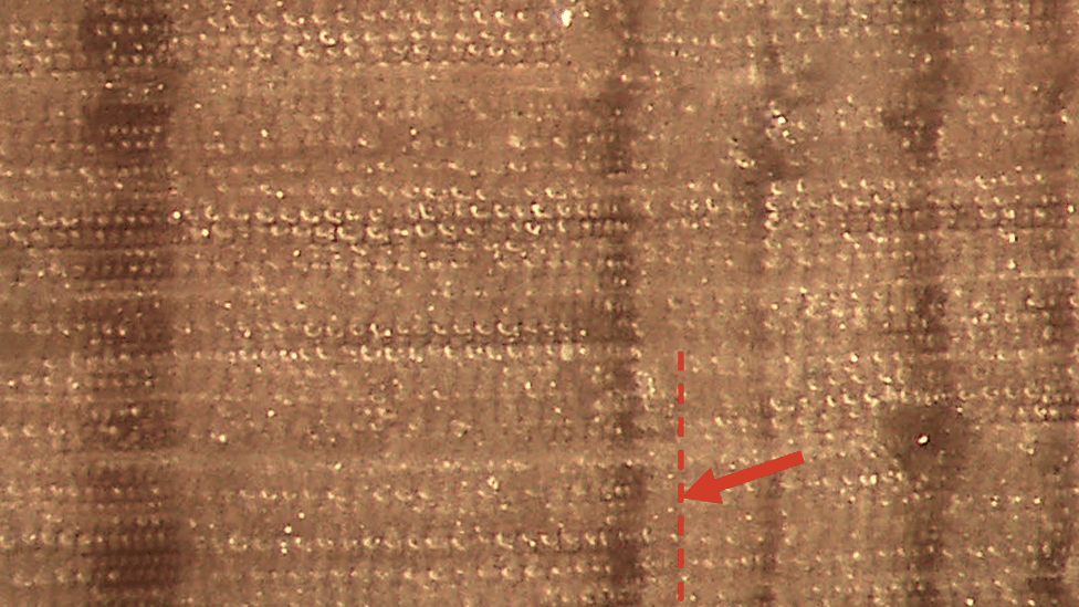 El oculto legado que dejaron los nazis en los árboles de Noruega - BBC ...