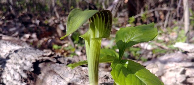 Maisha ya Siri ya kujamiiana ya Mimea - BBC News Swahili
