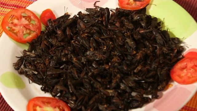 Senene: Mradi wa kula wadudu wavutia Benki ya Dunia na WHO - BBC News ...