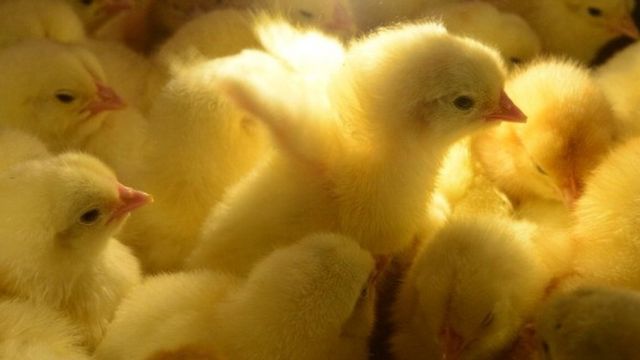 ¿Es justa la fama de tontos que tienen los pollos? - BBC News Mundo