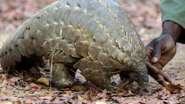 Тайские таможенники арестовали 3 тонны панцирей панголинов - BBC News ...