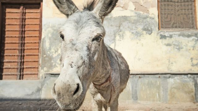 பாலியல் ஆற்றலை அதிகரிக்கிறதா கழுதை இறைச்சி?ஆந்திராவில் அதிகரிக்கும் ...
