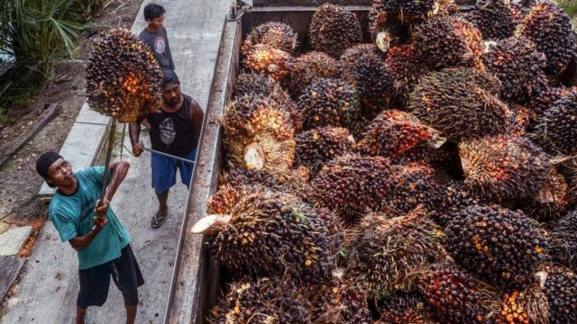 Kelapa sawit: Kemenangan orang Dayak melawan perusahaan sawit, ‘Modal ...