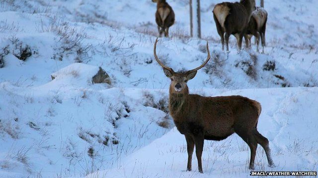 Animals in the snow - BBC Weather