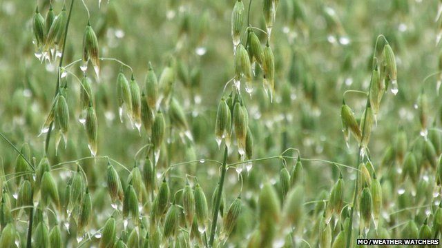 Gallery: Summer photos - BBC Weather