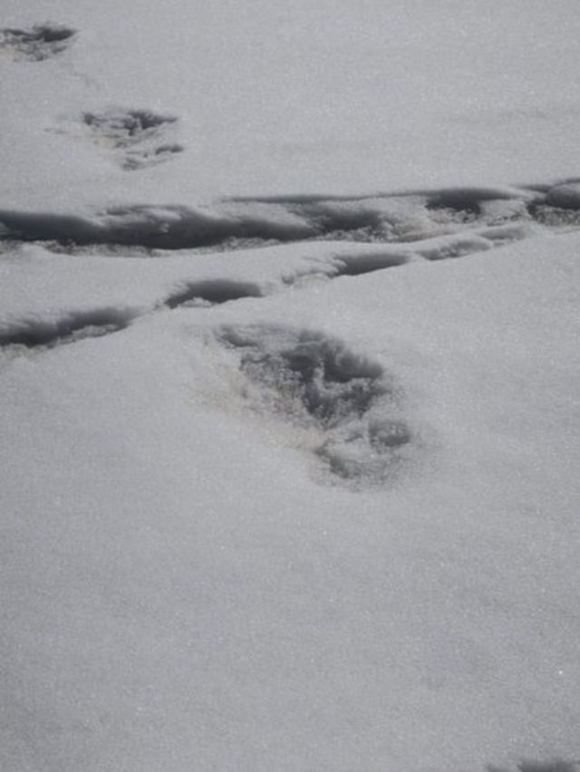 Yeti: ‘हिममानवाच्या पावलांचे सापडले ठसे’? नेपाळ सैन्य म्हणतंय ते जंगली ...