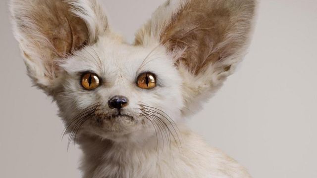 Тварини майбутнього: як зміниться природа нашої планети - BBC News Україна