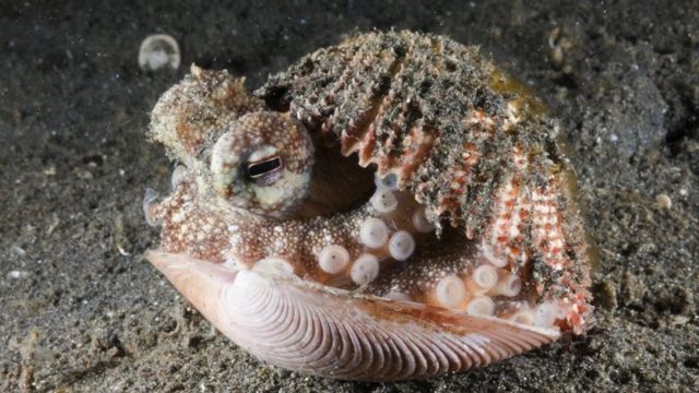 Ufugaji wa pweza duniani waingia utata, Je unapaswa kuendelea? - BBC ...