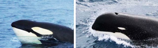 Cómo fue el inédito encuentro científico con las misteriosas orcas tipo ...